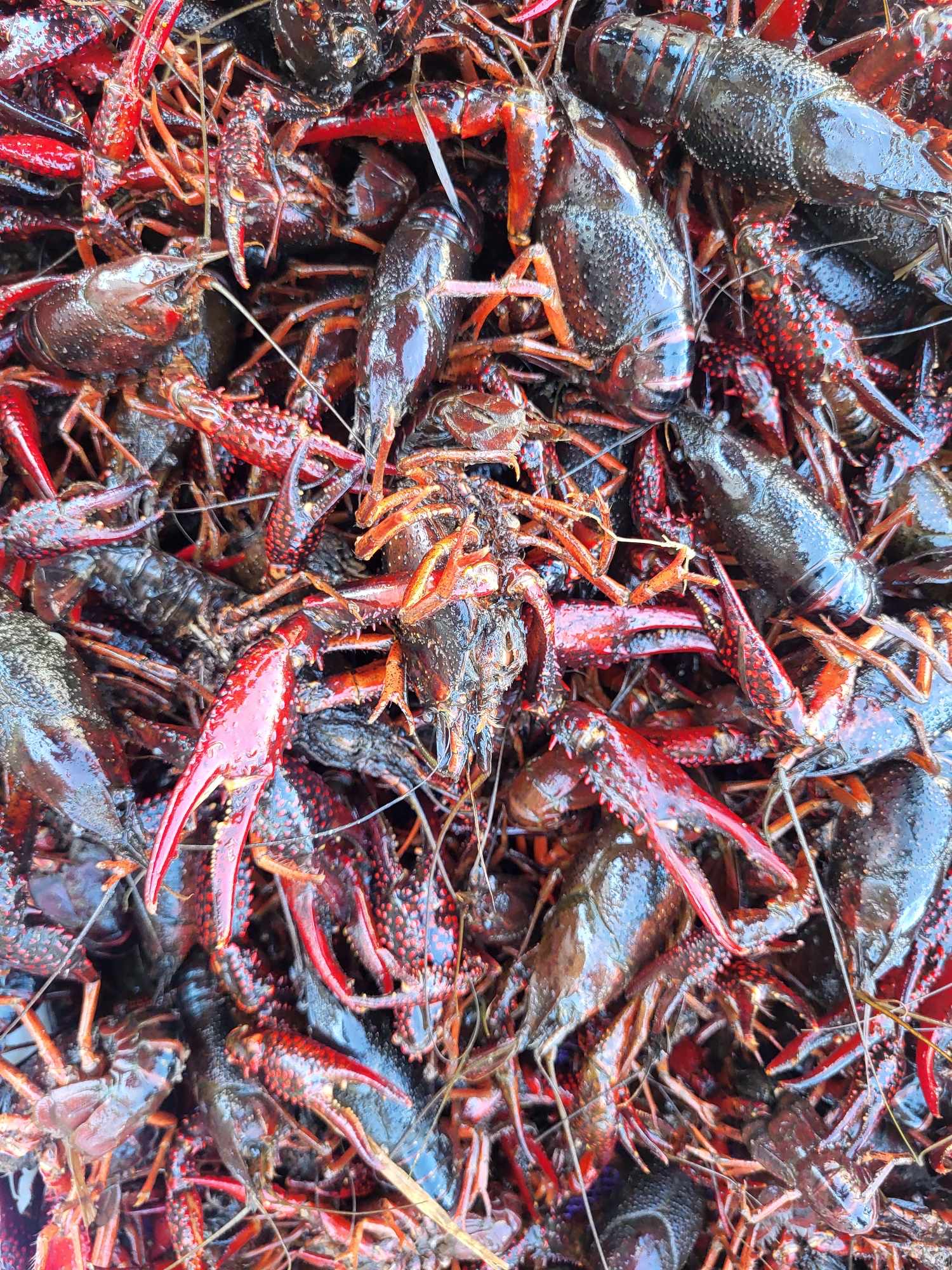 Live Crawfish and Seafood Shipped to Door Airport